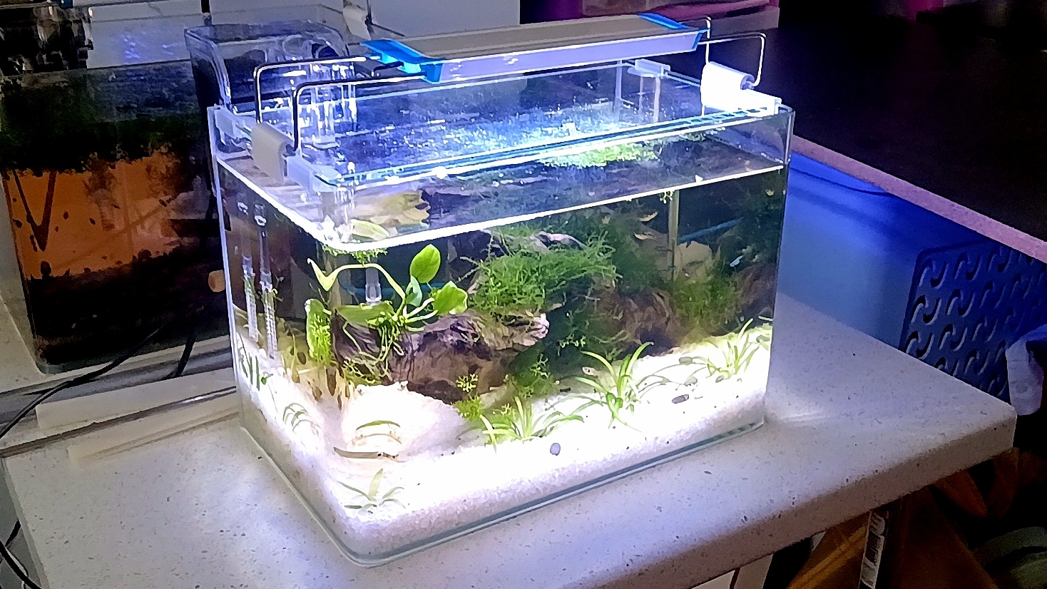 🎉 Необычный подарок на день рождения: микромир в аквариуме! 🎁