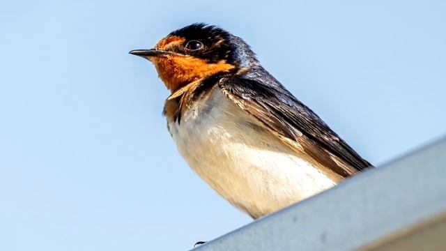 Ласточки - интересные факты. Познавательное про птиц