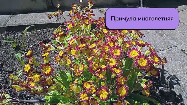 Цветущая дача май