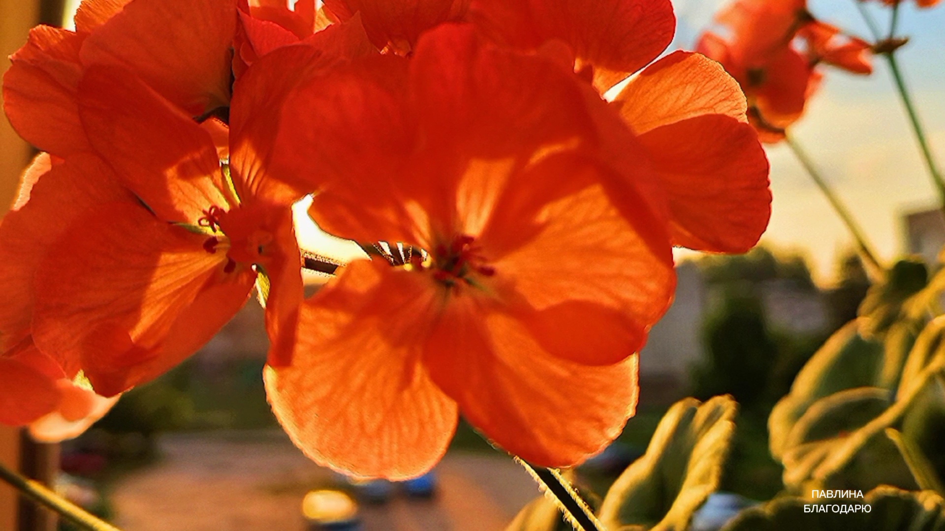 Лососевая Пеларгония 
В лучах заката