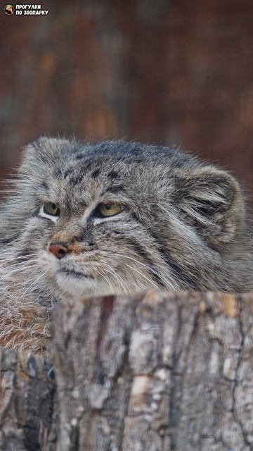 Манул Пепе вышла из гамака и прилегла отдохнуть. Ленинградский зоопарк