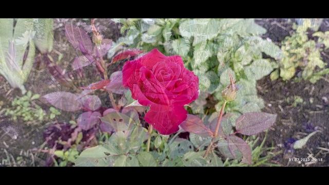 Дачные цветы