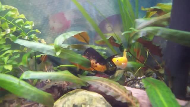 Битва ПАРУСНИКОВ - самцы велифер выясняют отношения в аквариуме расправив огромные спинные плавники