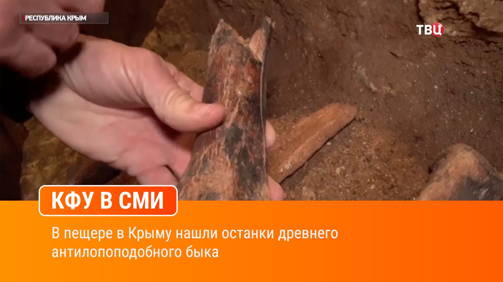 В пещере в Крыму нашли останки древнего антилопоподобного быка