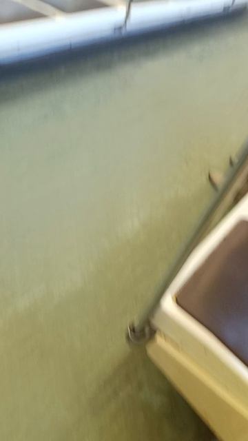 Салон русича