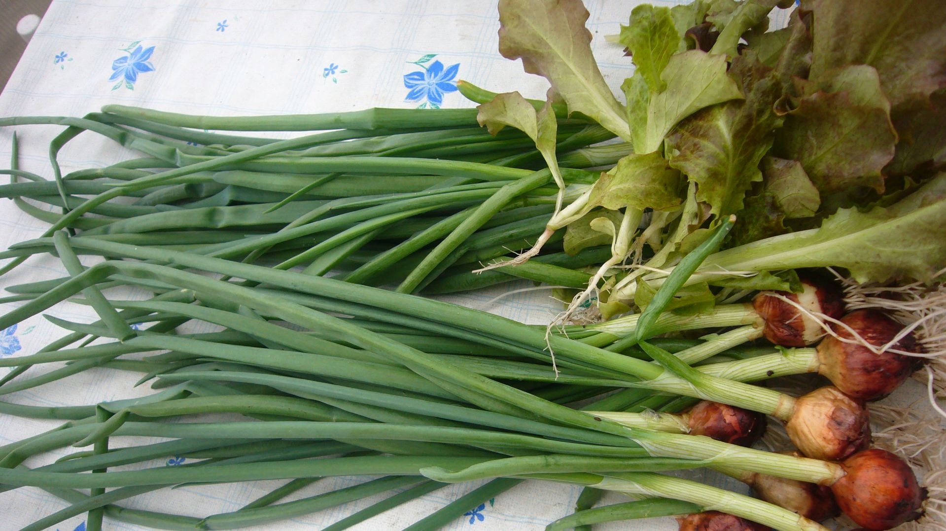 2319. ВПЛ,Посев в теплицу зелёных витаминов. 2021 г.