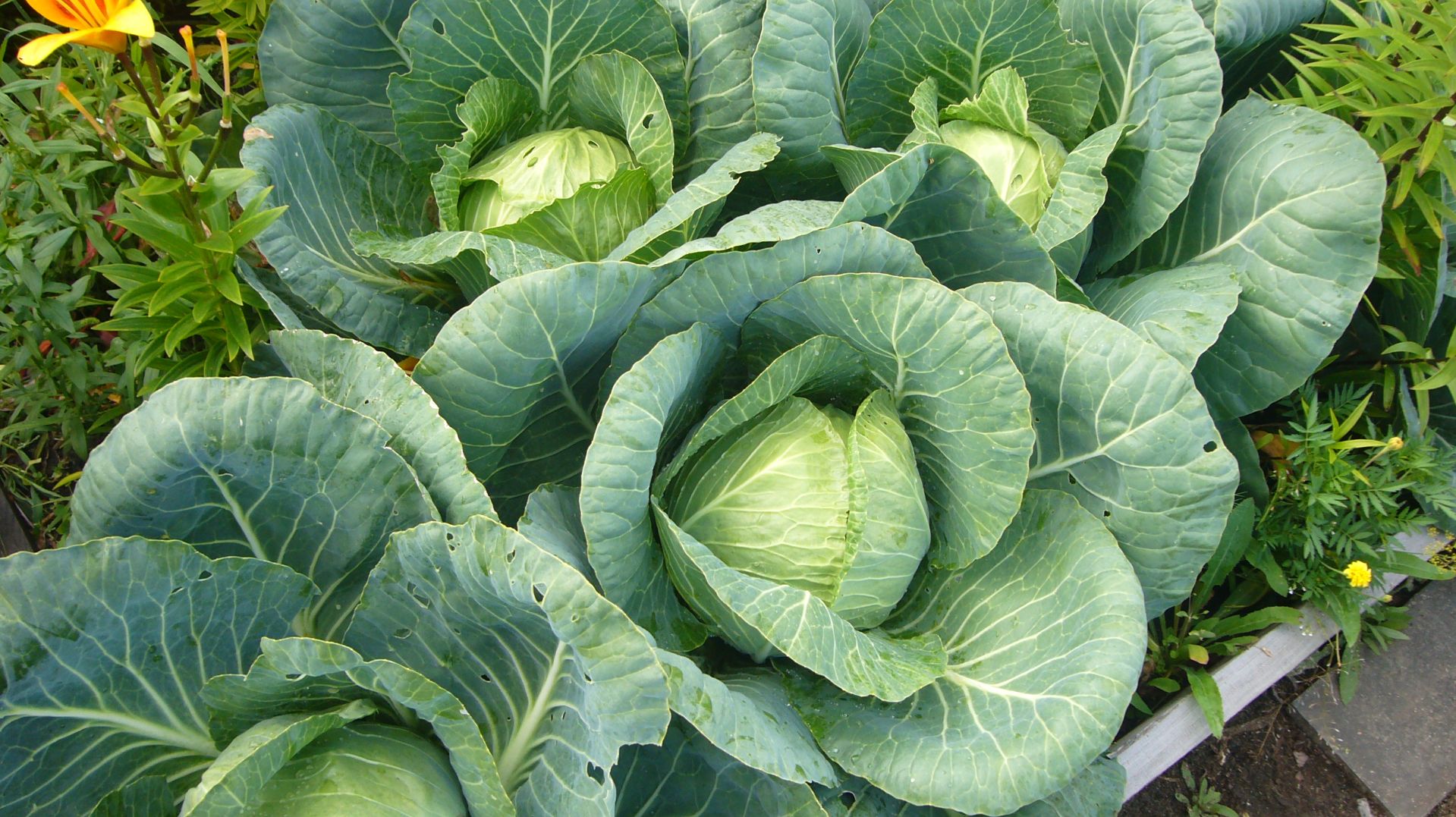 2335.  ВПЛ. Всходы, капусту окучить!