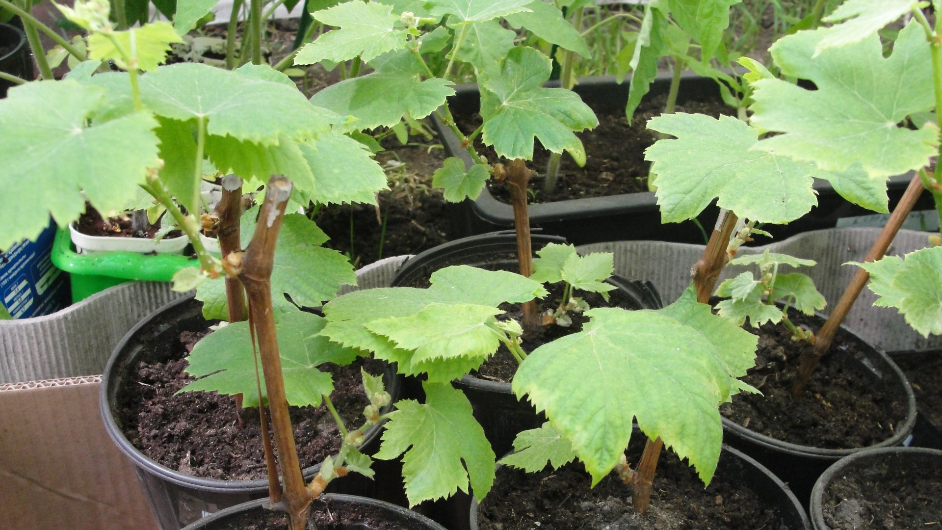 Саженцы винограда в апреле