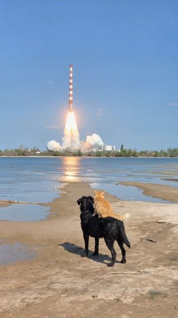 Dog and cat. Launching