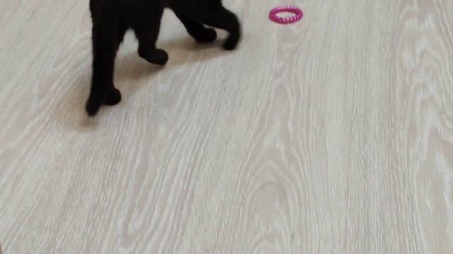 Мои кошки, разбираюсь с телефоном