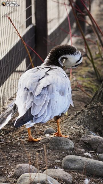 Горный гусь чистит перья. Ленинградский зоопарк