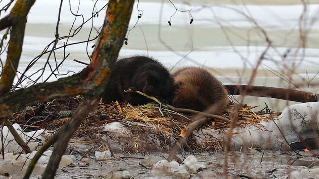 Новый ролик из сериала Внимательным взглядом. Бобры? Бобры!