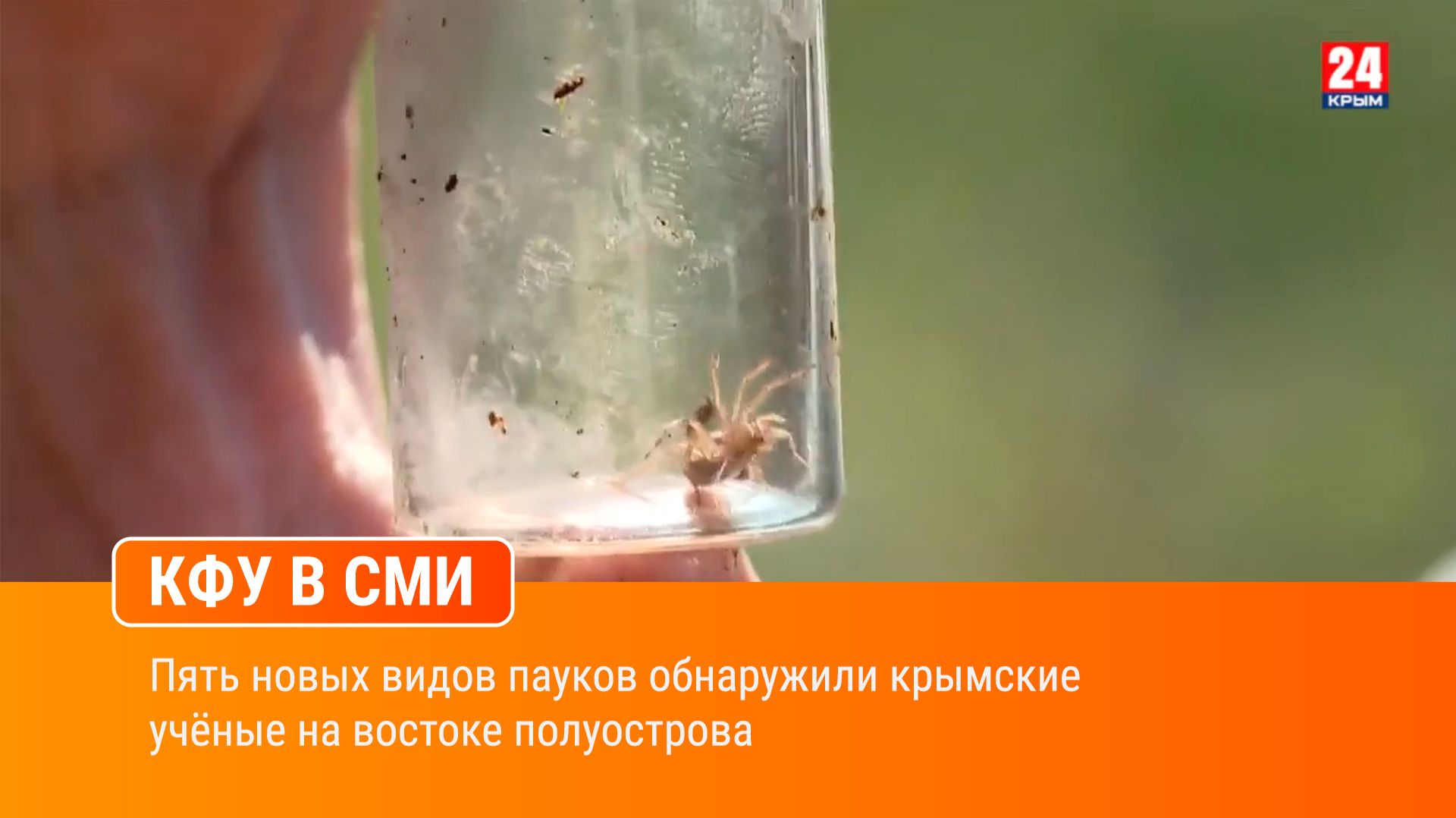 Пять новых видов пауков обнаружили крымские учёные на востоке полуострова