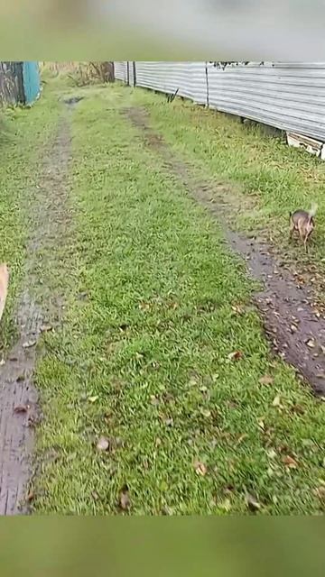 Пошли до городу