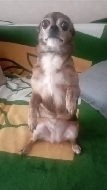 злая собака