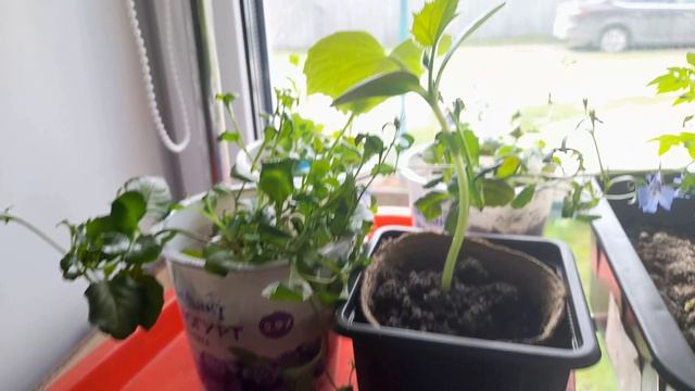 ДЕЛА ДОМАШНИЕ, СКОВОРОДА ДЛЯ ПОХУДЕНИЯ !...