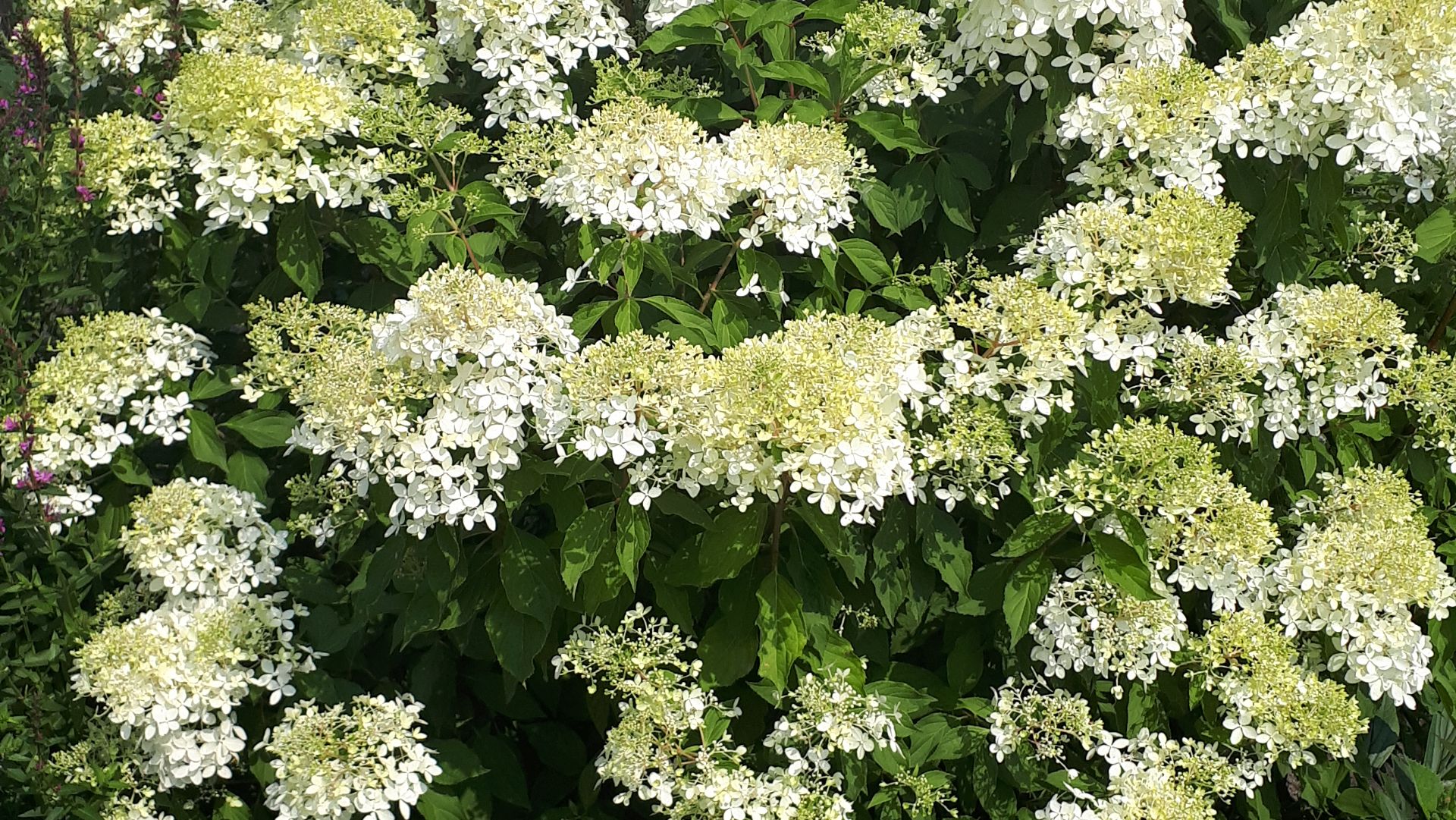 2315.  Гортензию в грунт! Как? ВПЛ.