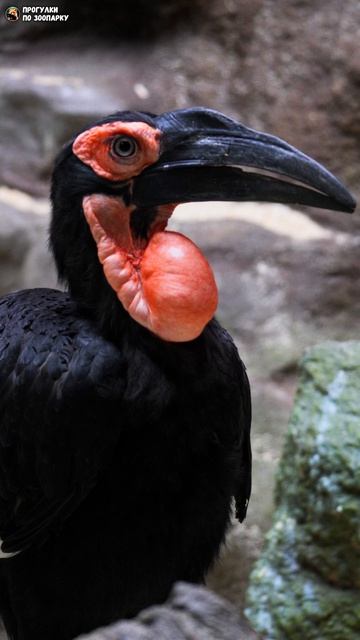 Кафрский рогатый ворон. ЭКзоопарк, Санкт-Петербург