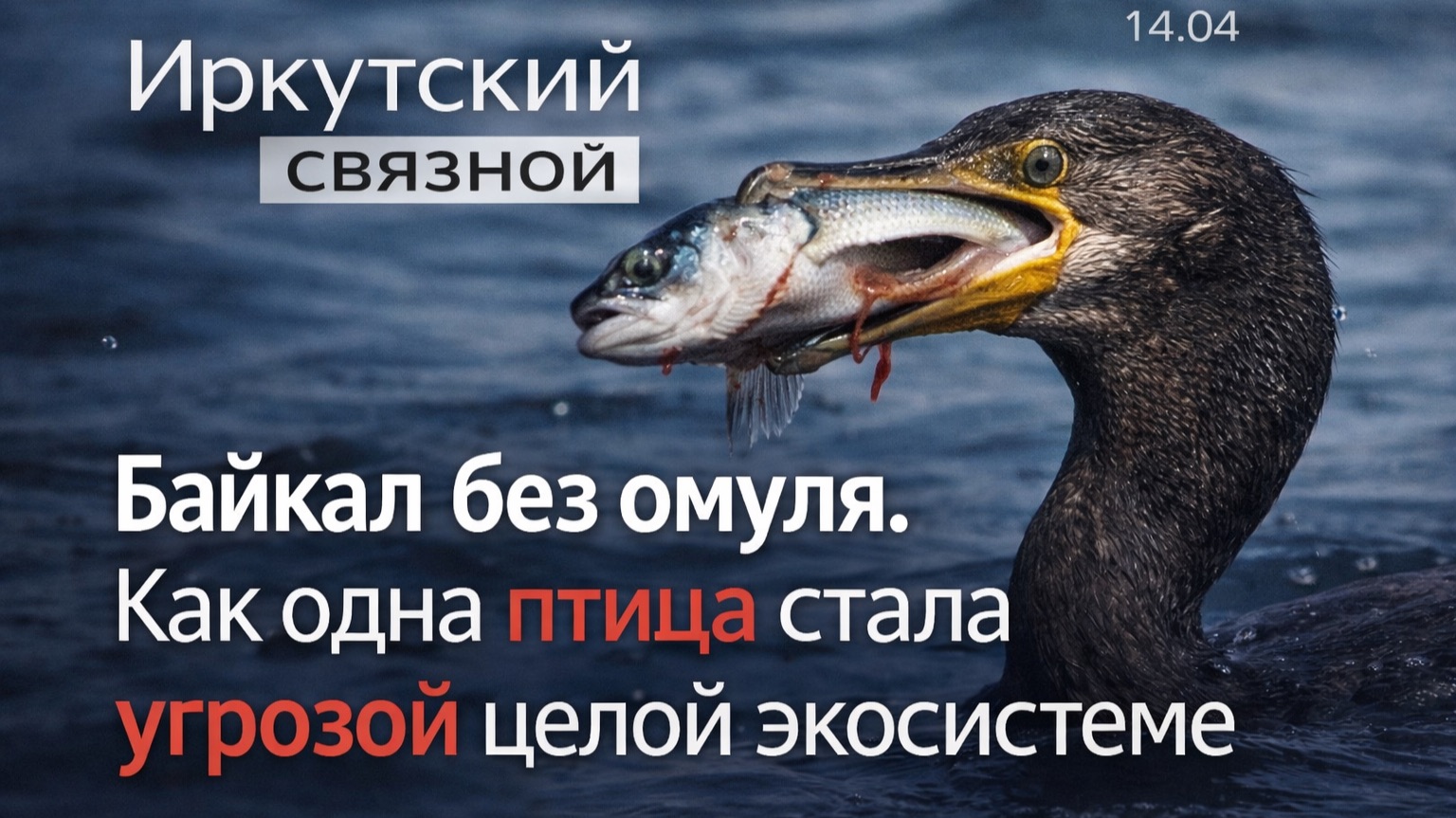 Байкал без Омуля. Как одна птица стала угрозой всей экосистеме Байкала и почему нужны срочные меры.