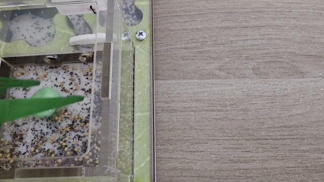 Жизнь муравьёв. 24 серия.