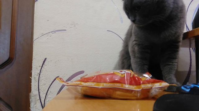 ЗОО МИР