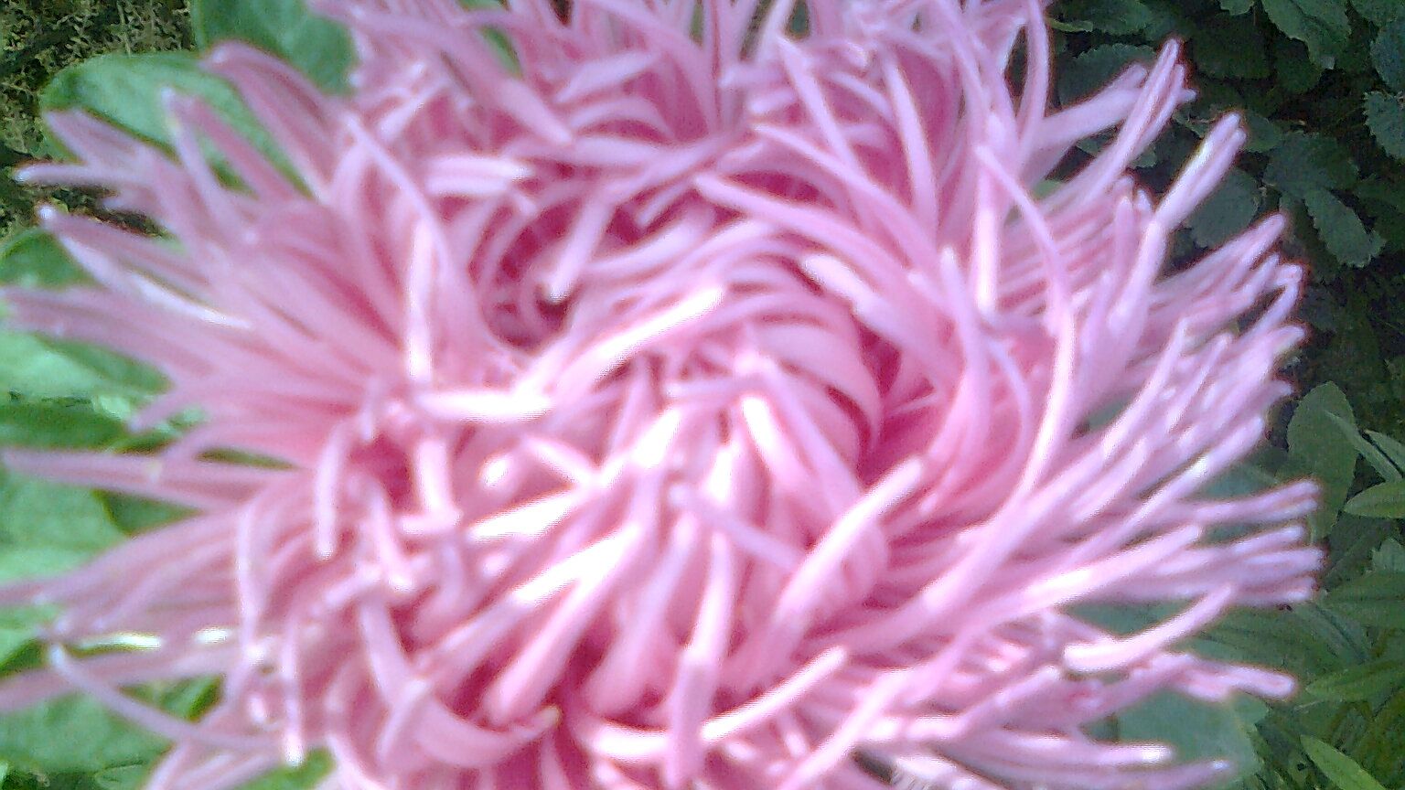 2333.  ВПЛ, Всходит астра.