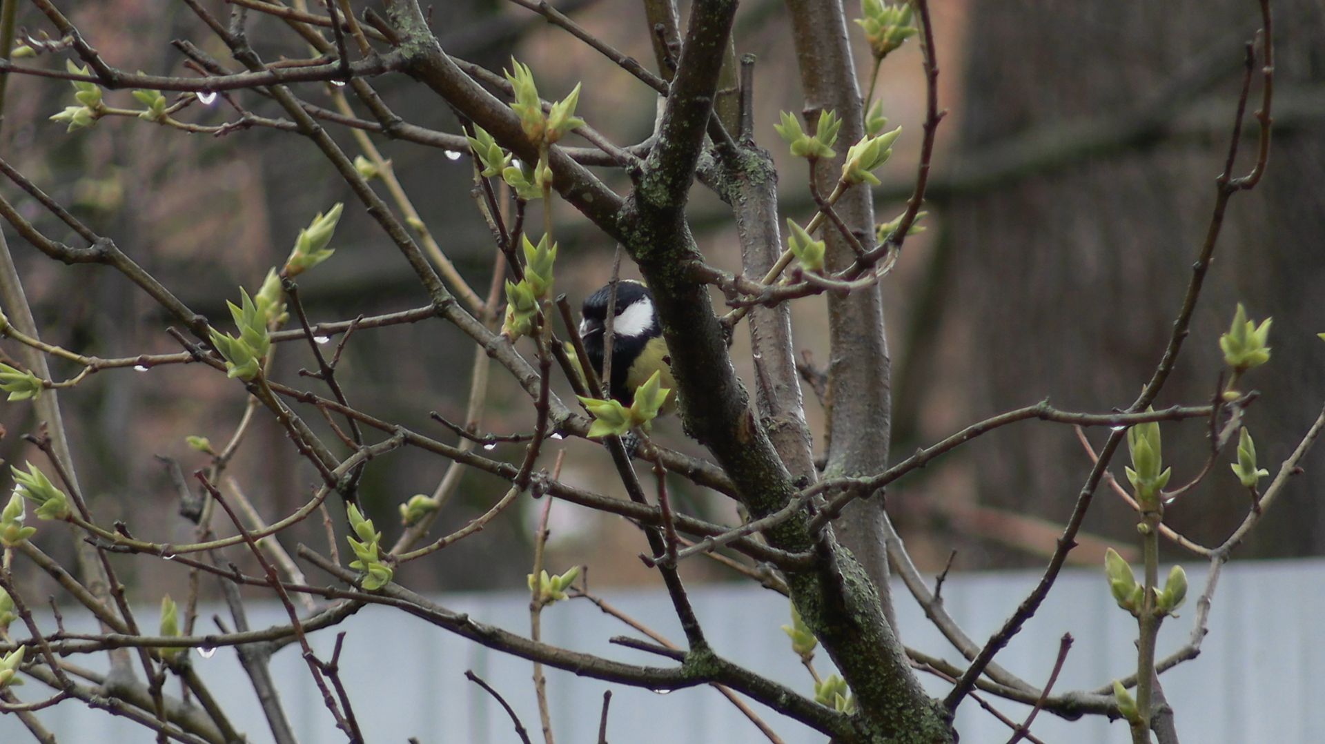 ДОЖДЬ РАСКАЧИВАЕТ НЕБО