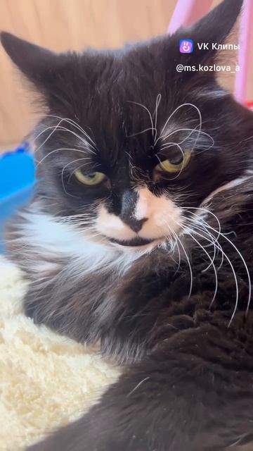 Сам накосячил - сам обиделся...в этом весь КОТ