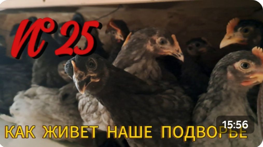 N°25. ВЕСЕННИЕ ХЛОПОТЫ || ЖИВЁМ В ДЕРЕВНЕ || ВЕСЕННИЯ ЗАПАРА#цыплята #куры #брудер #изгорода
