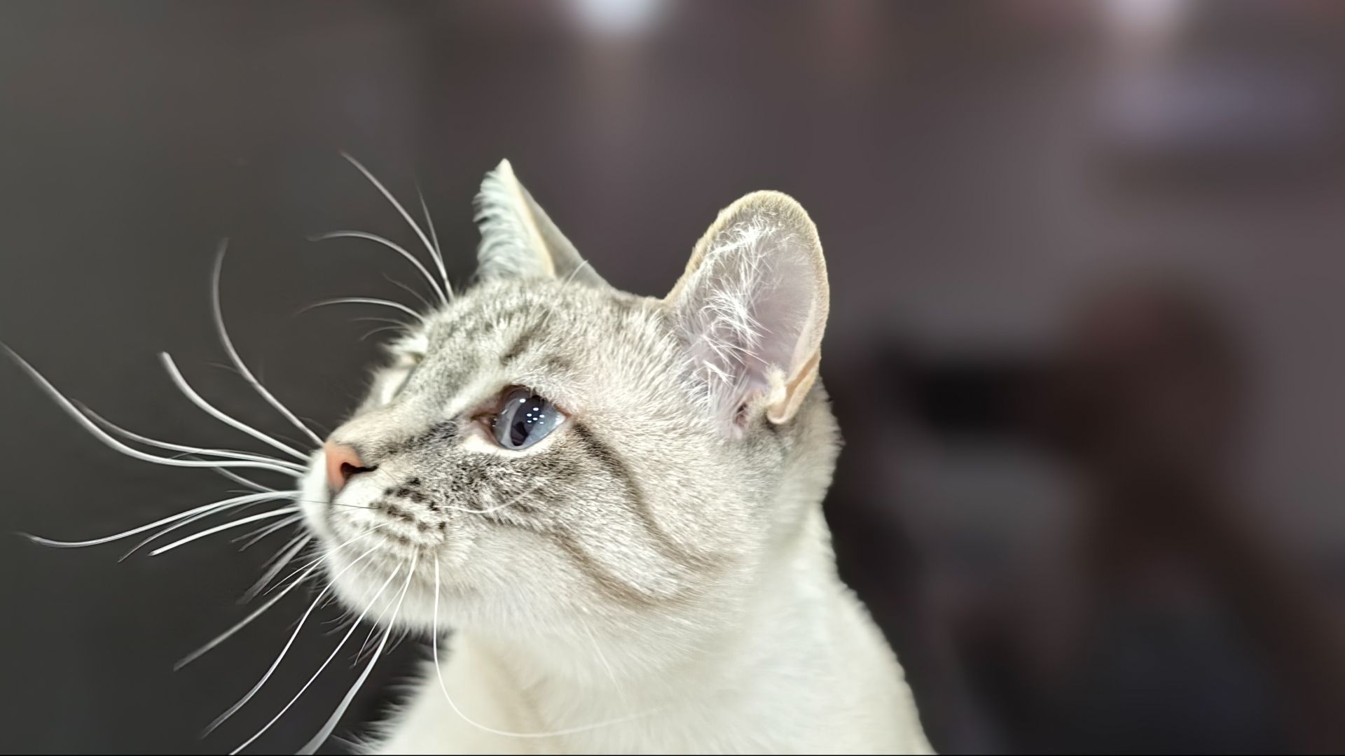 Замира Сапфир Меколь