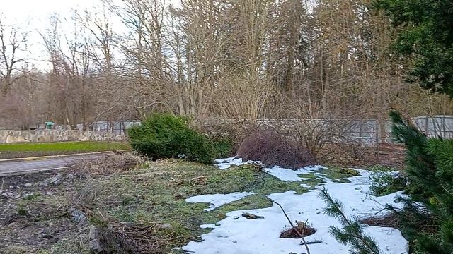 Подснежники в экоцентре "Бицевский лес"