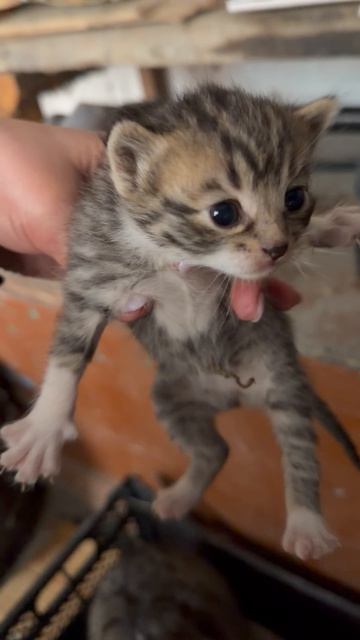 Котята 🐈⬛