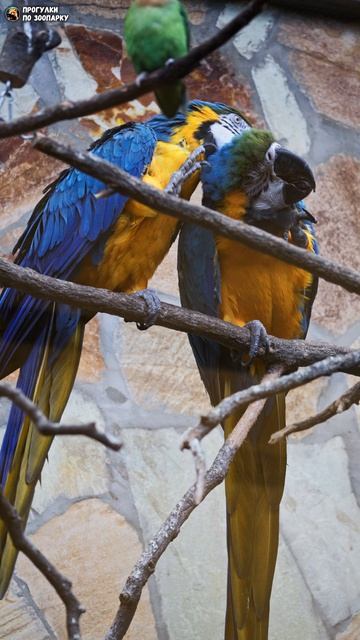 Сине-желтые попугаи ара. Ленинградский зоопарк