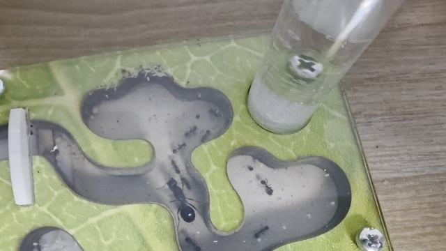 Жизнь муравьёв. 25 серия.