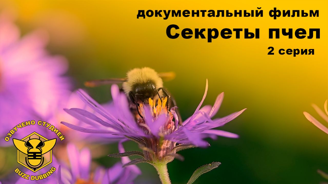 Секреты пчел - Secrets of the Bees - 2026 - Док.фильм - 2 серия