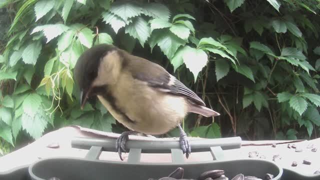 Птицы на поилке и кормушке в САДУ / ФОТОЛОВУШКА