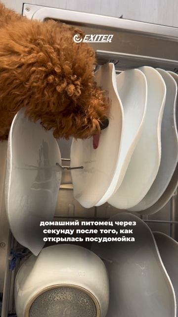 Без хвостатых помощников не обойтись. 🐶