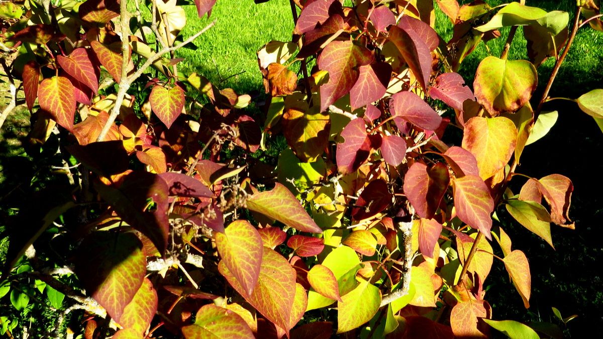 Скоро лето, а за ним и осень ( Вспоминая 2025 год )