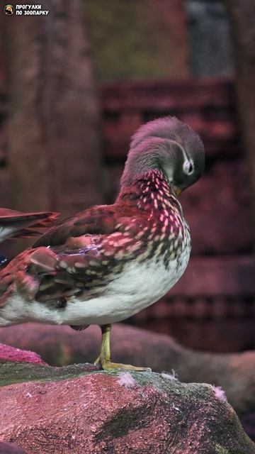 Утка-мандаринка. ЭКзоопарк, Санкт-Петербург