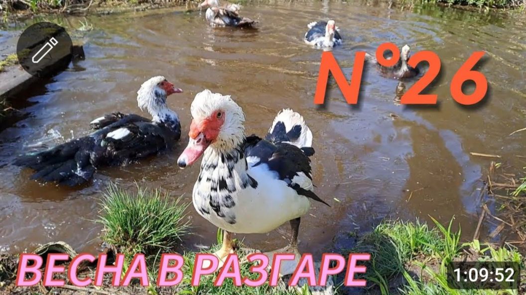 N°26. РАБОТА ИДЁТ ПО ВСЕМ ФРОНТАМ || ИЗ ГОРОДА В ДЕРЕВНЮ || ЦЫПЛЯТА В БАНЕ