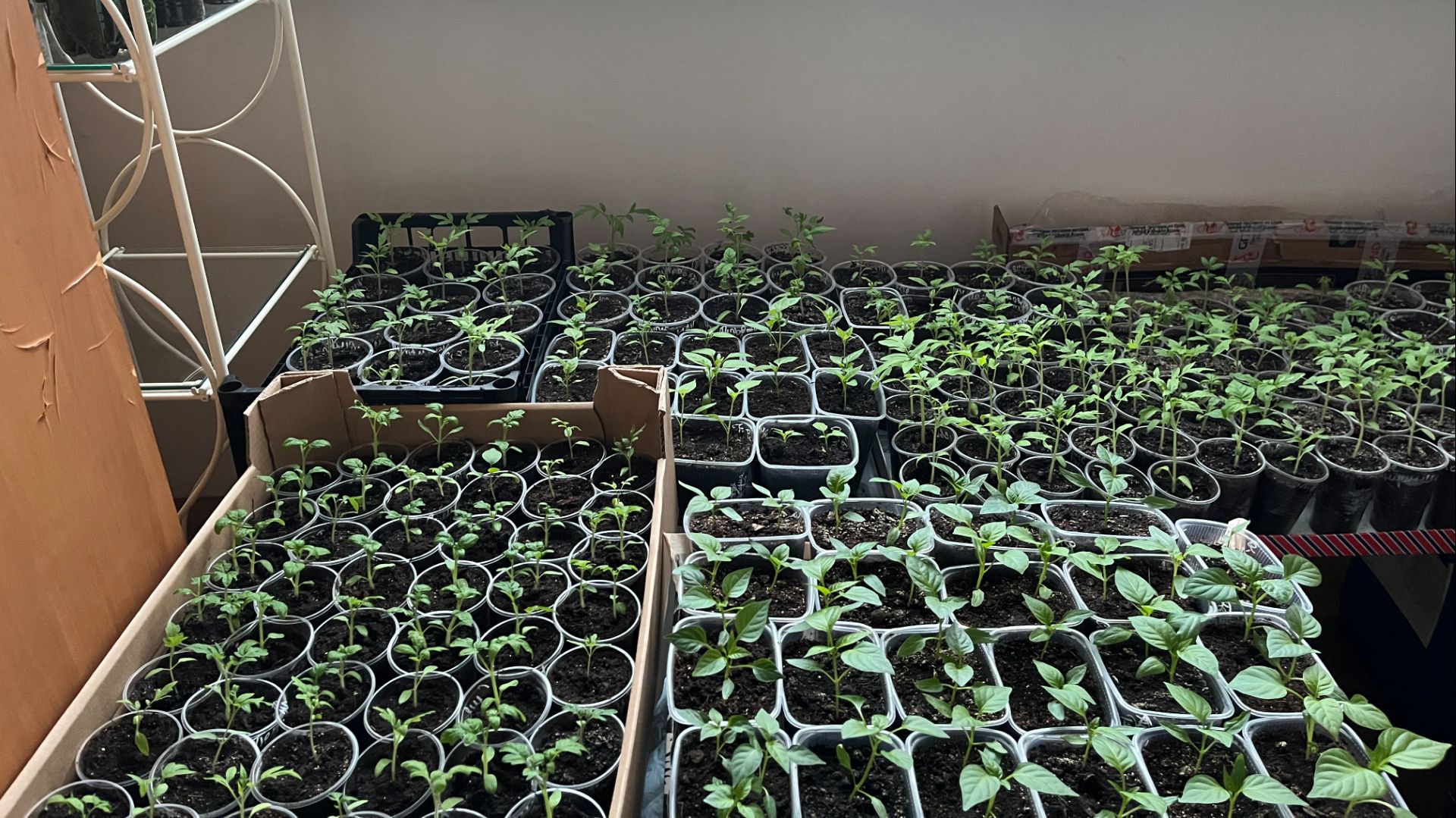 Ради блогерства лицемерить не буду, обзор всей рассады на 14 Апреля