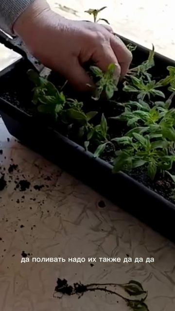 Рассада 🌱
