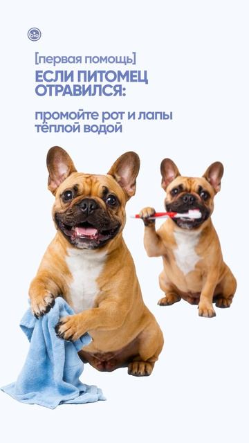 Бытовая химия и питомцы