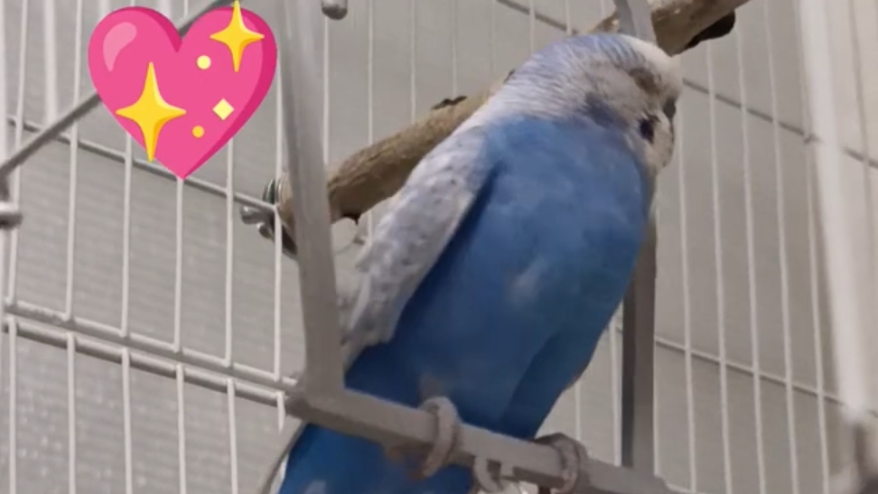 Укачал сам себя 🥱 #shorts #рек #попугай