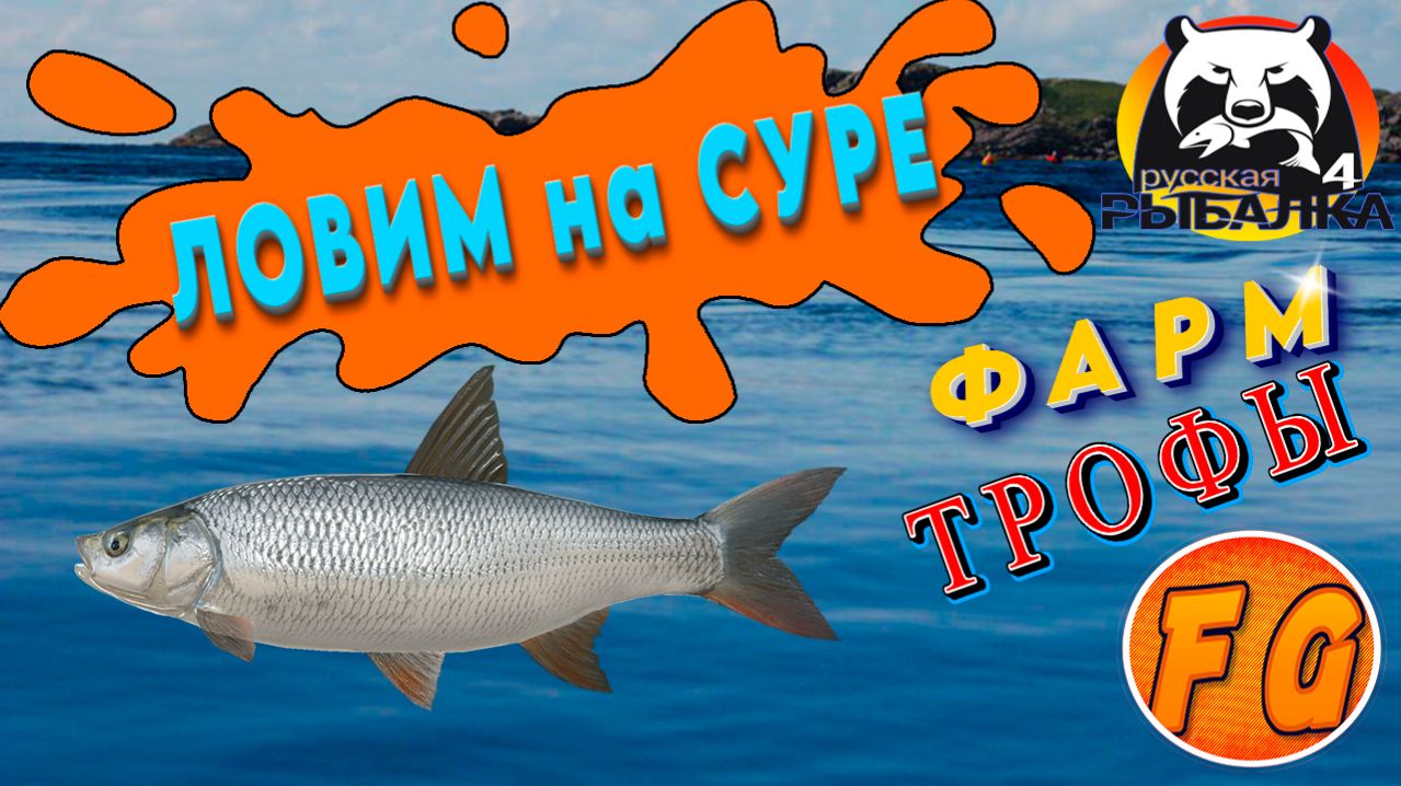 Точки клева на Суре. Русская рыбалка 4. р. Сура. Жерех, Берш,  Толстолобик, Сазан. Russian Fishing 4