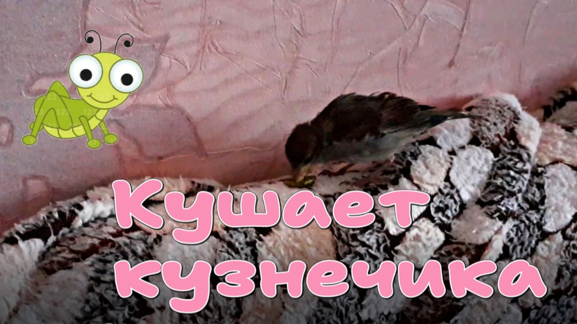 Как я кормлю домашнего птенца воробья, замороженными кузнечиками!?