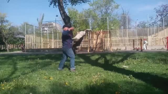 Дог Фрисби Фристайл - Обучение - Реверсный Вольт