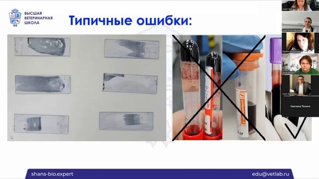 Мазки крови на бабезиоз: где кроются артефакты и как их избежать?