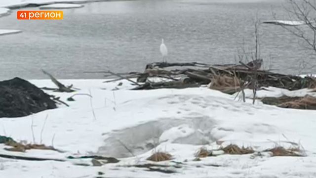 БЕЛУЮ ЦАПЛЮ СНЯЛИ НА ВИДЕО В УСТЬ-КАМЧАТСКЕ • БЕЗ КОММЕНТАРИЕВ