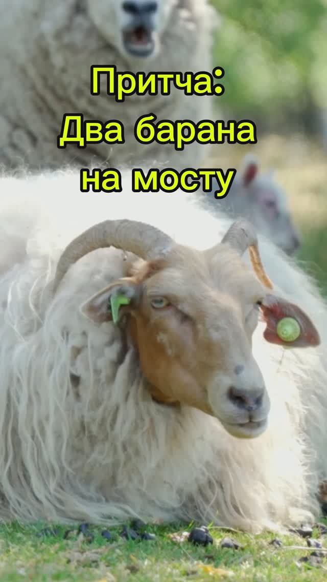 Притча: "Два барана на мосту"
